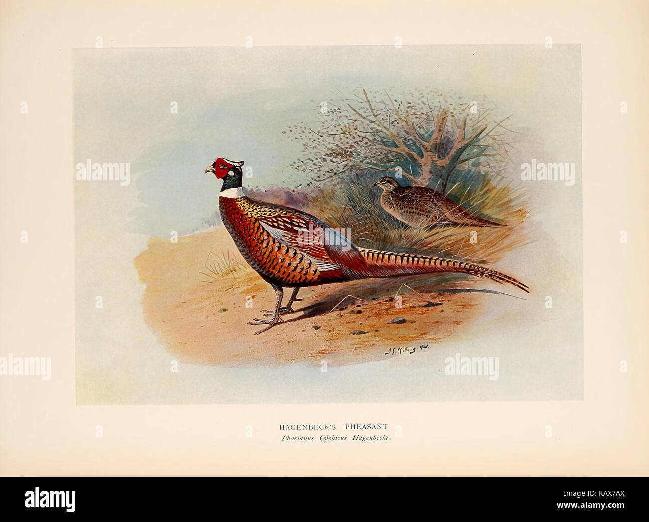 The natural history of British game birds BHL48418418 Stock Photo - Alamy