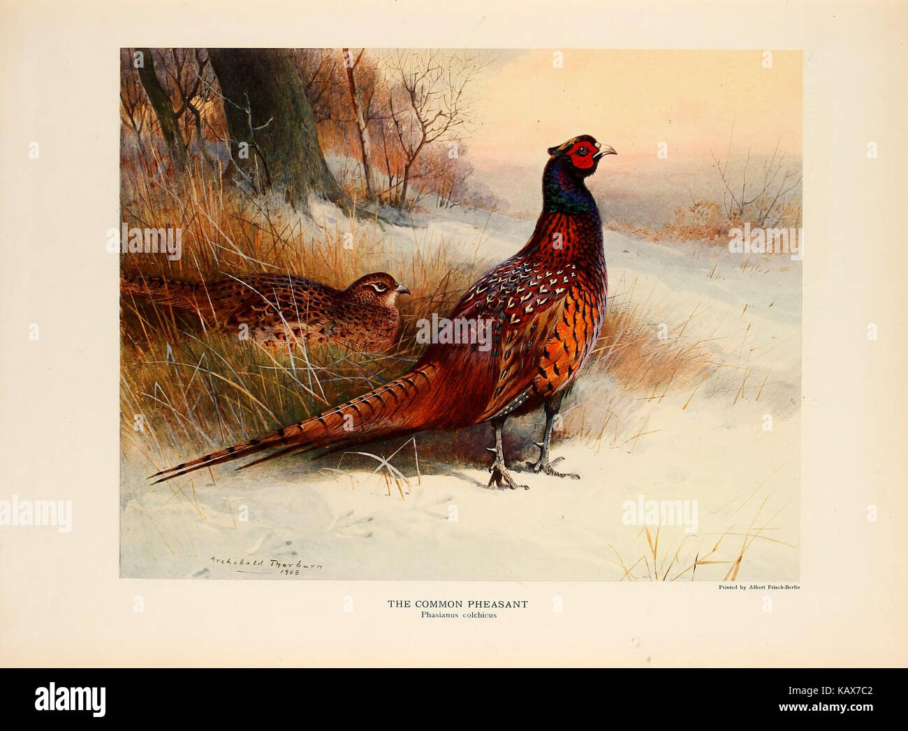 The natural history of British game birds BHL48418384 Stock Photo - Alamy
