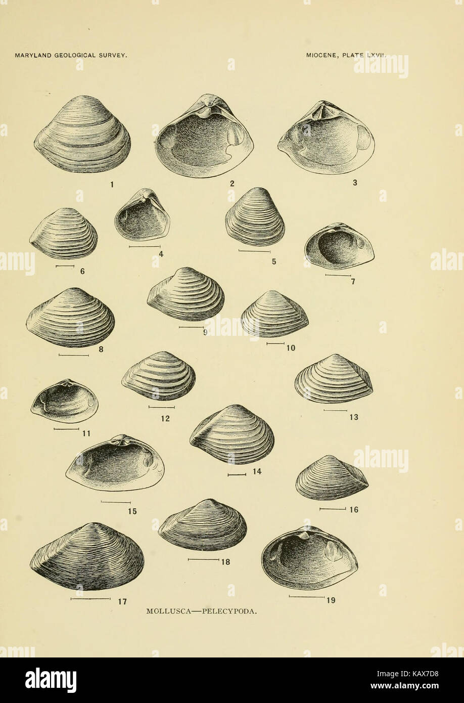 The Pelecypoda of the Miocene of Maryland BHL11760535 Stock Photo - Alamy