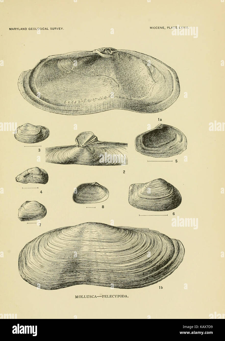 Pelecypoda hi-res stock photography and images - Alamy