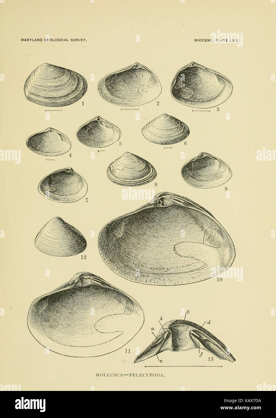 Pelecypoda hi-res stock photography and images - Alamy