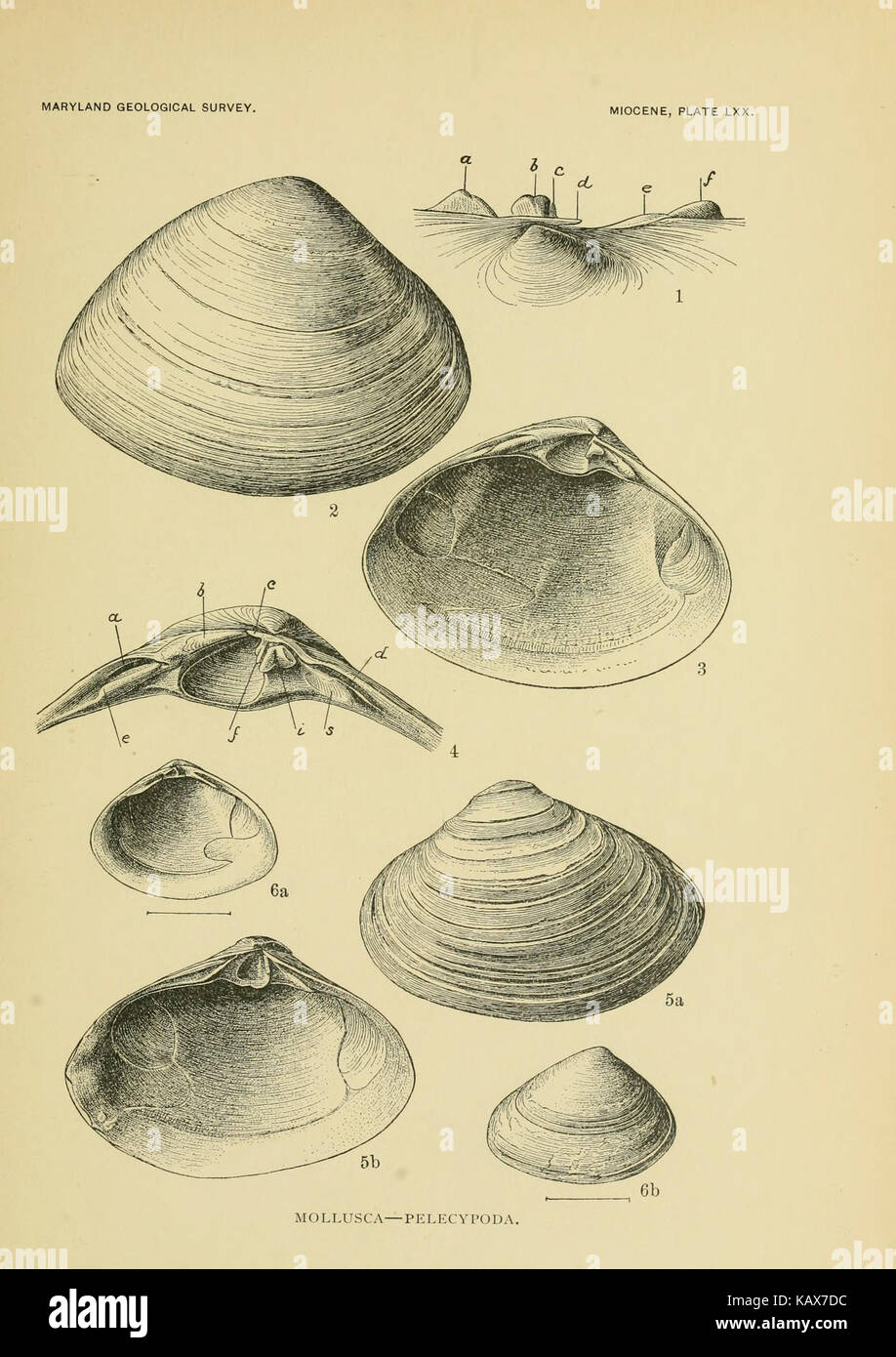 Mollusca Pelecypoda