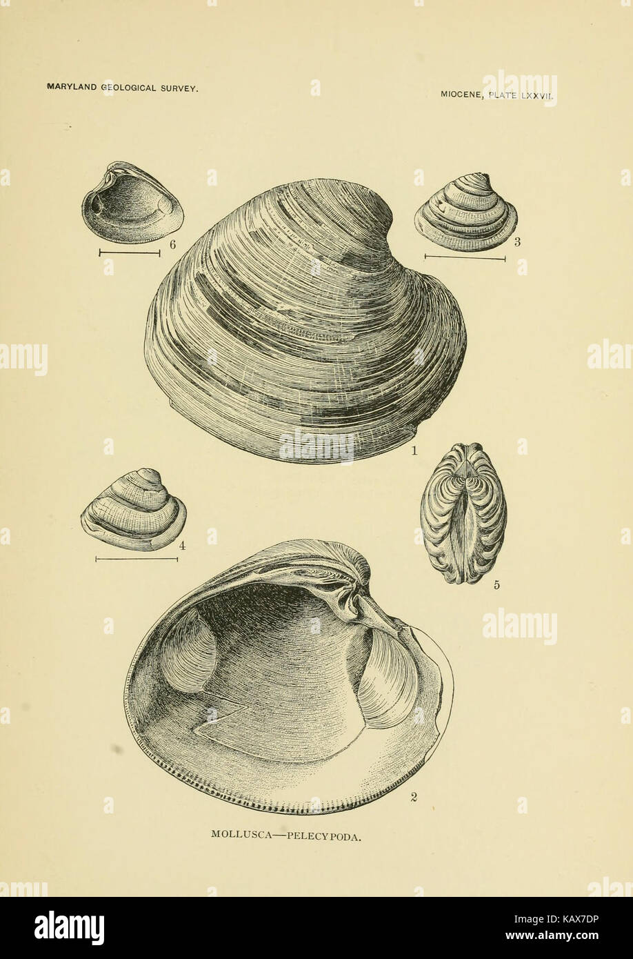 Pelecypoda bivalves hi-res stock photography and images - Alamy