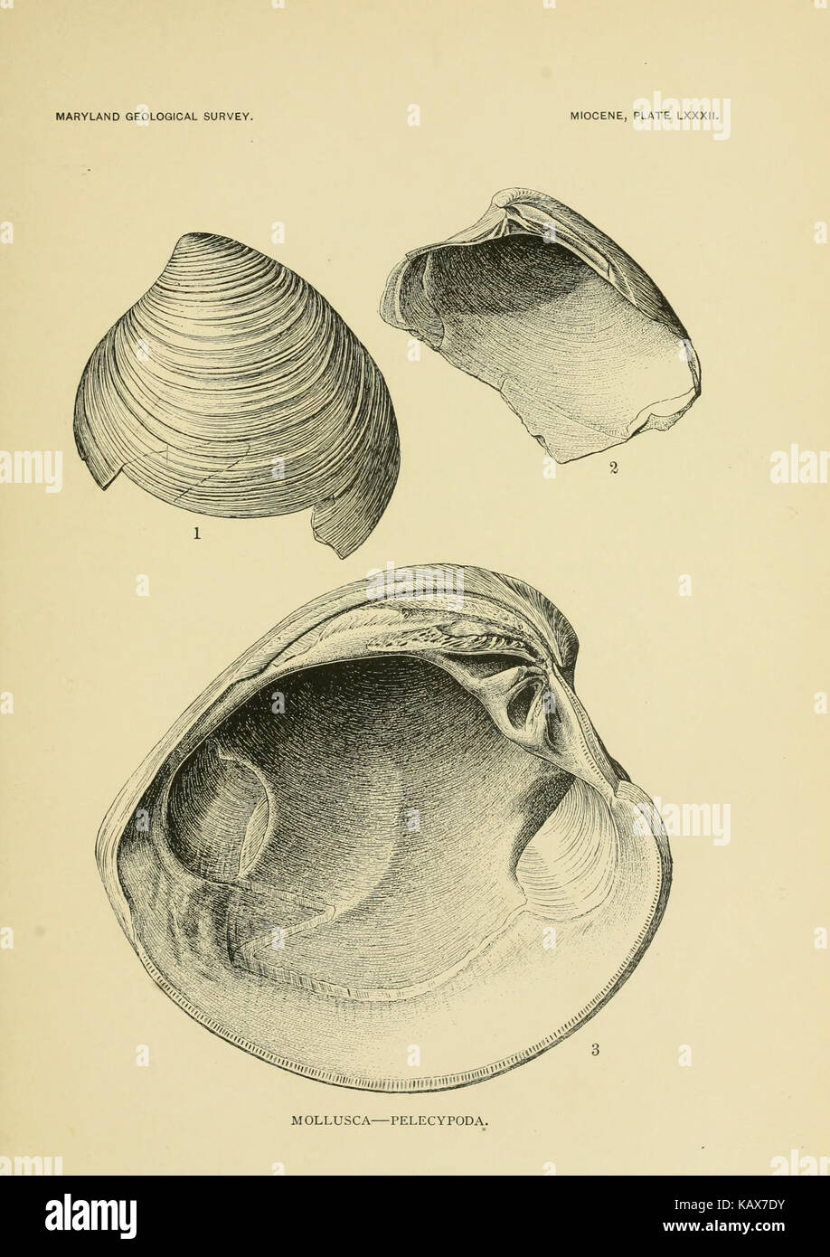 Pelecypoda hi-res stock photography and images - Alamy