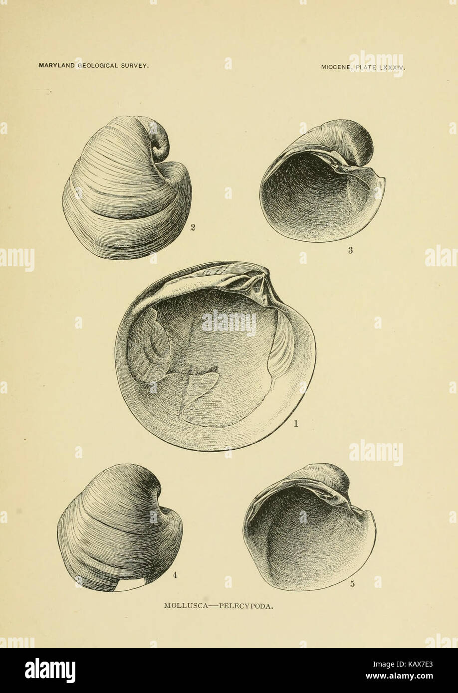 Pelecypoda bivalves hi-res stock photography and images - Alamy