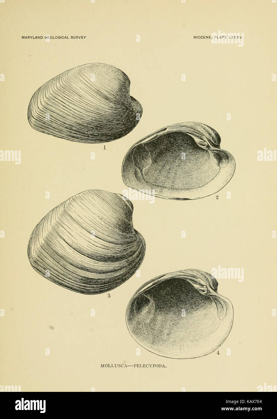 Mollusca Pelecypoda