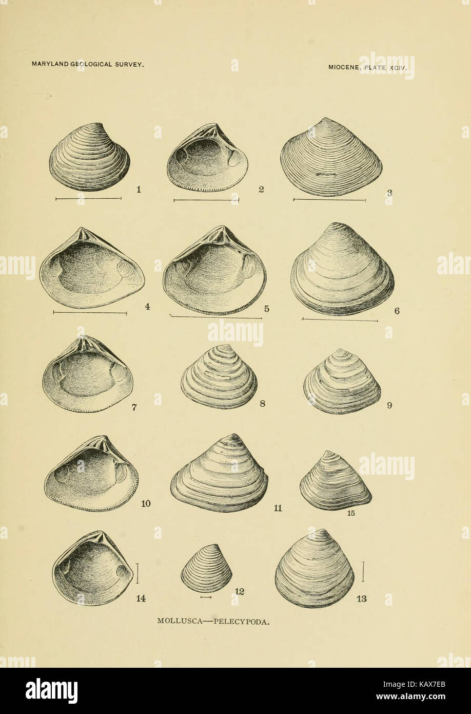 The Pelecypoda of the Miocene of Maryland BHL11760589 Stock Photo - Alamy