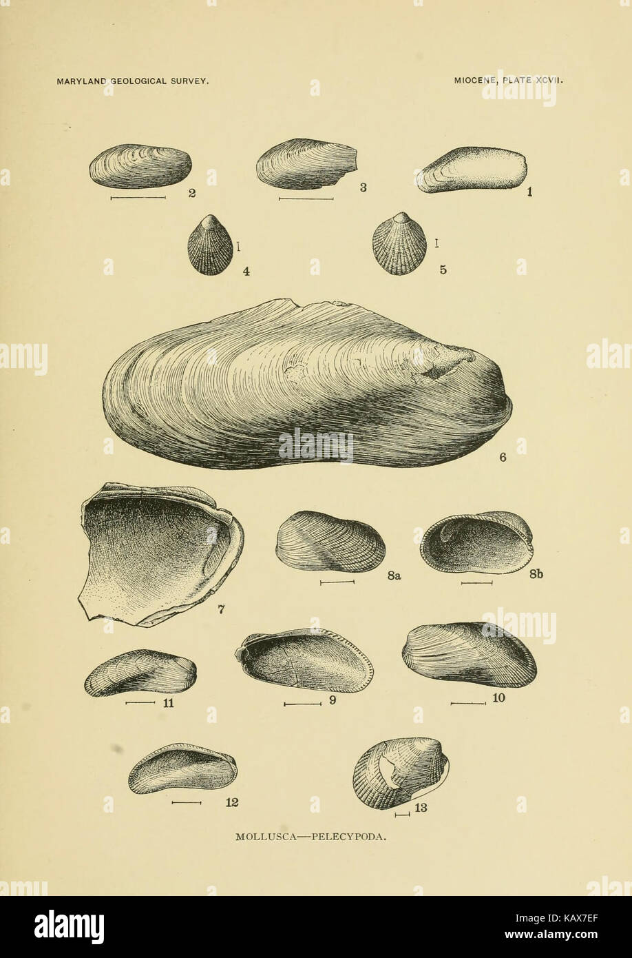 Miocene epoch fossils hi-res stock photography and images - Alamy