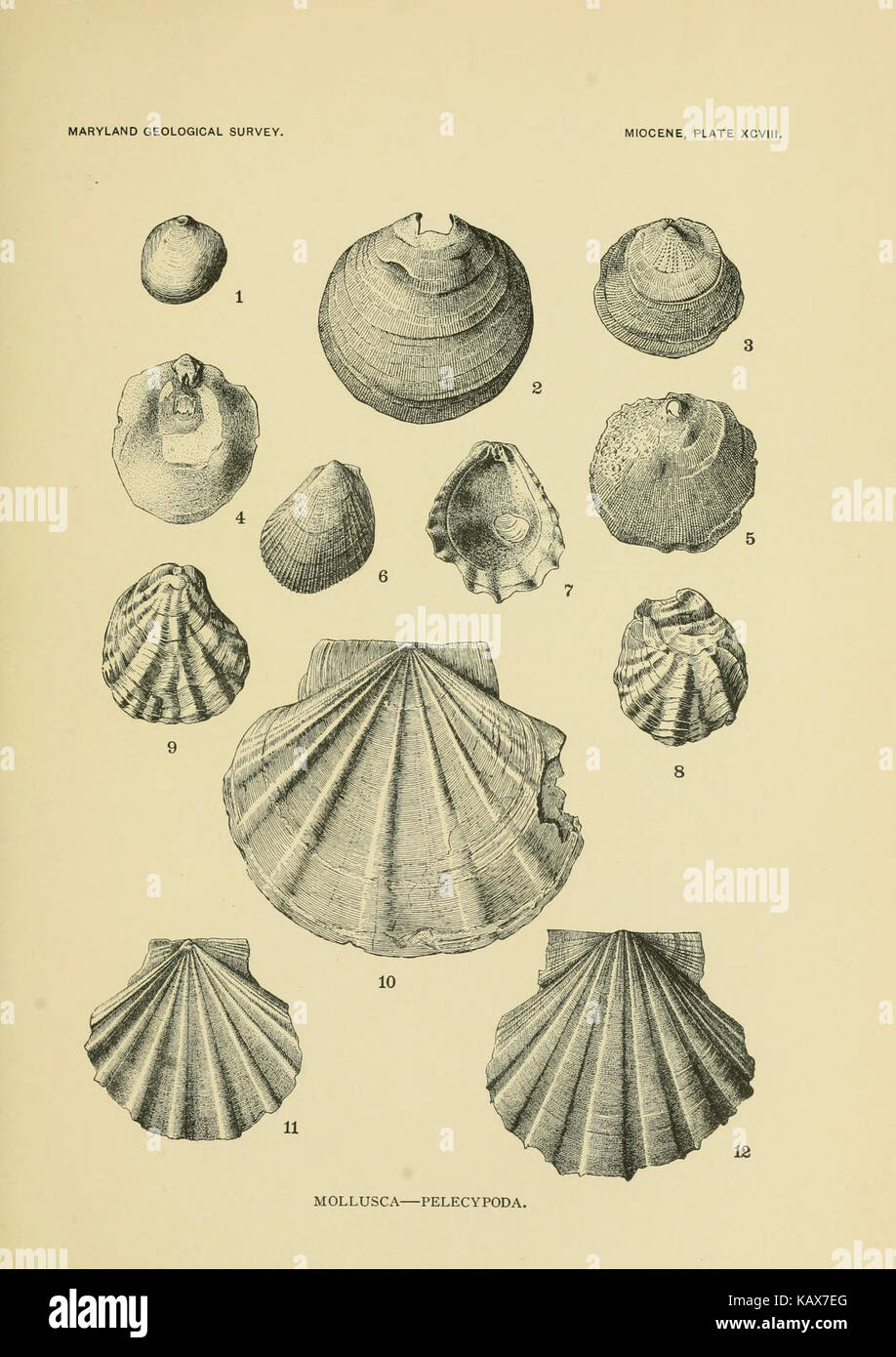 The Pelecypoda of the Miocene of Maryland BHL11760597 Stock Photo - Alamy
