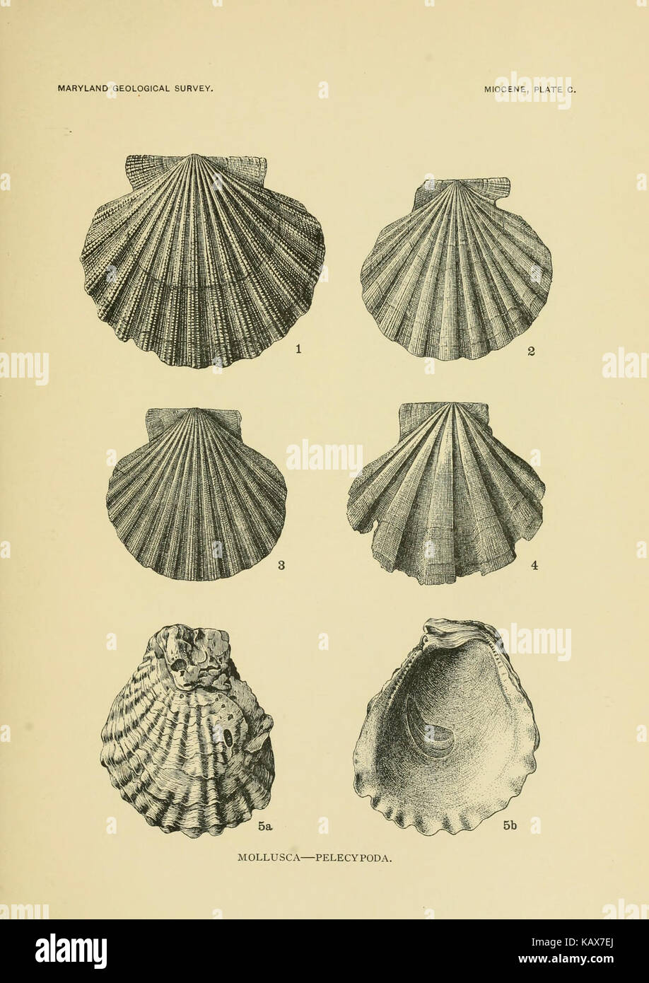 The Pelecypoda of the Miocene of Maryland BHL11760601 Stock Photo - Alamy