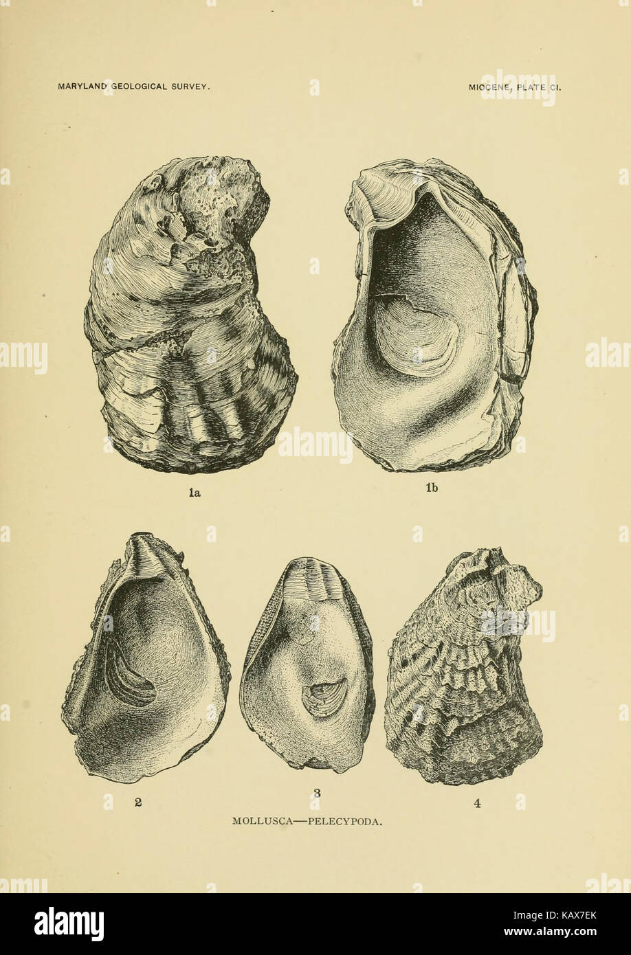 Pelecypoda bivalves hi-res stock photography and images - Alamy