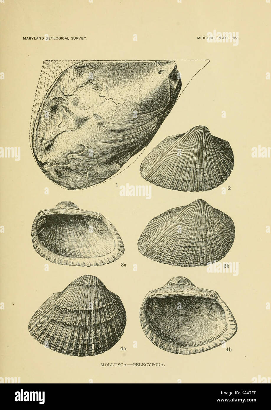 Pelecypoda hi-res stock photography and images - Alamy
