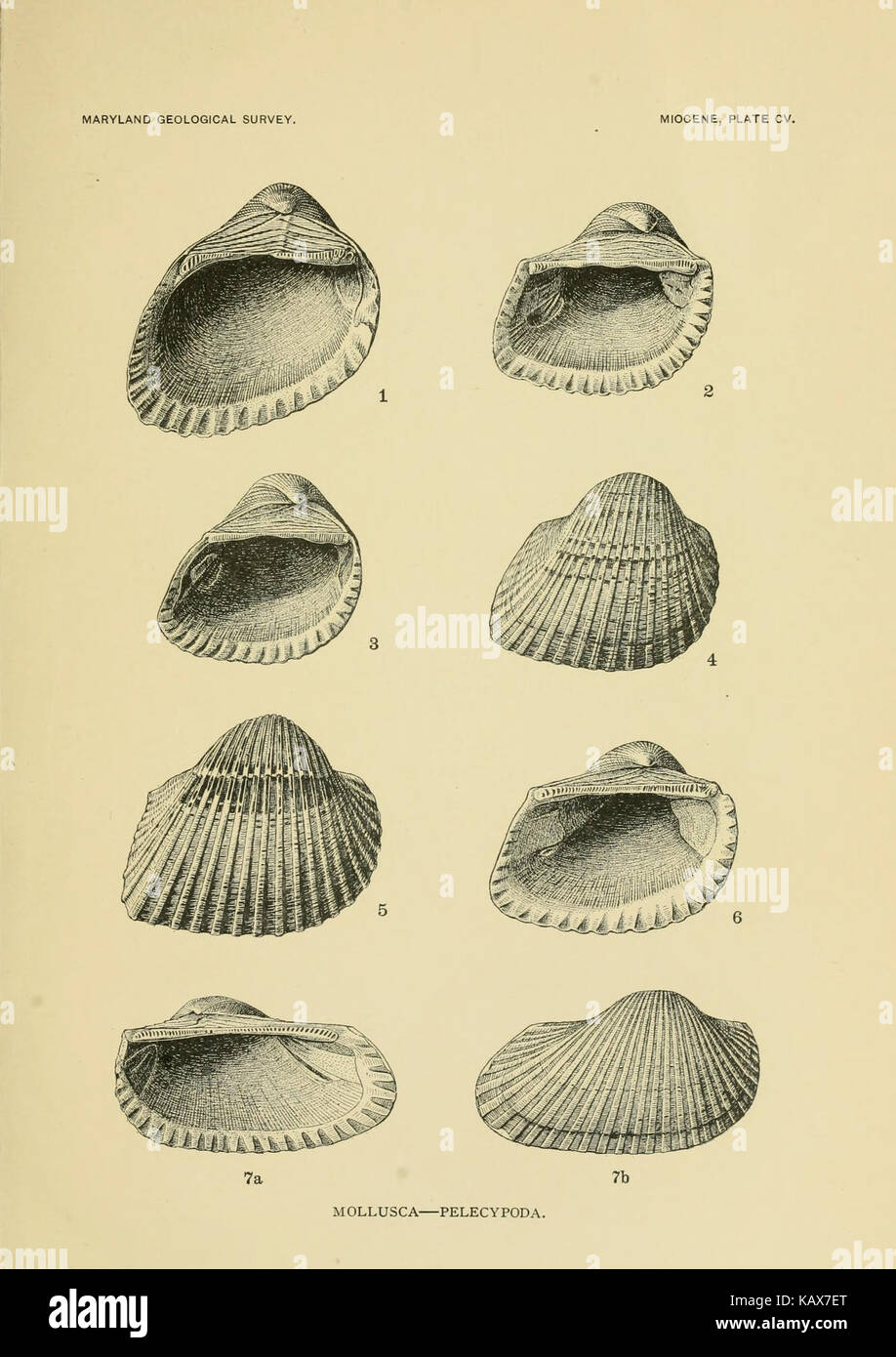 Pelecypoda hi-res stock photography and images - Alamy