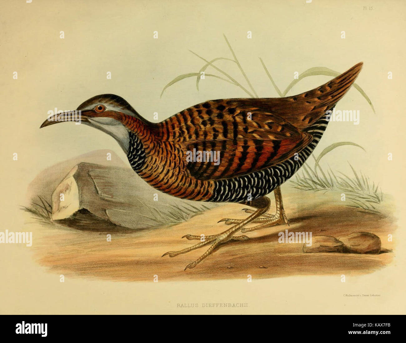 The zoology of the voyage of the H.M.S. Erebus and Terror (6257854835 ...