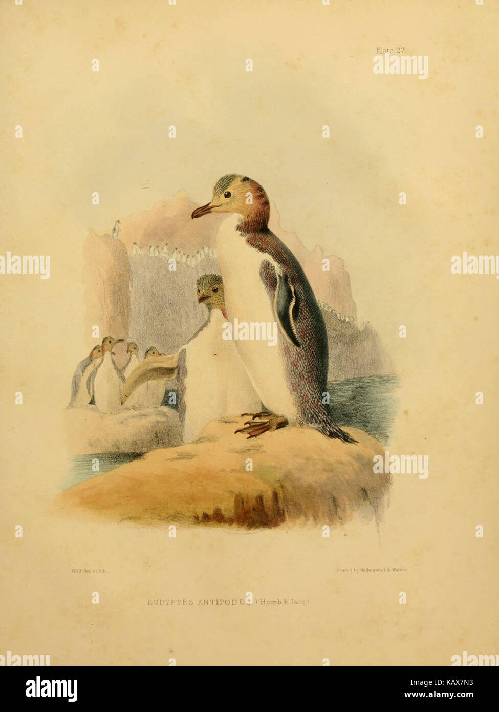 The zoology of the voyage of the H.M.S. Erebus and Terror (6257858109 ...