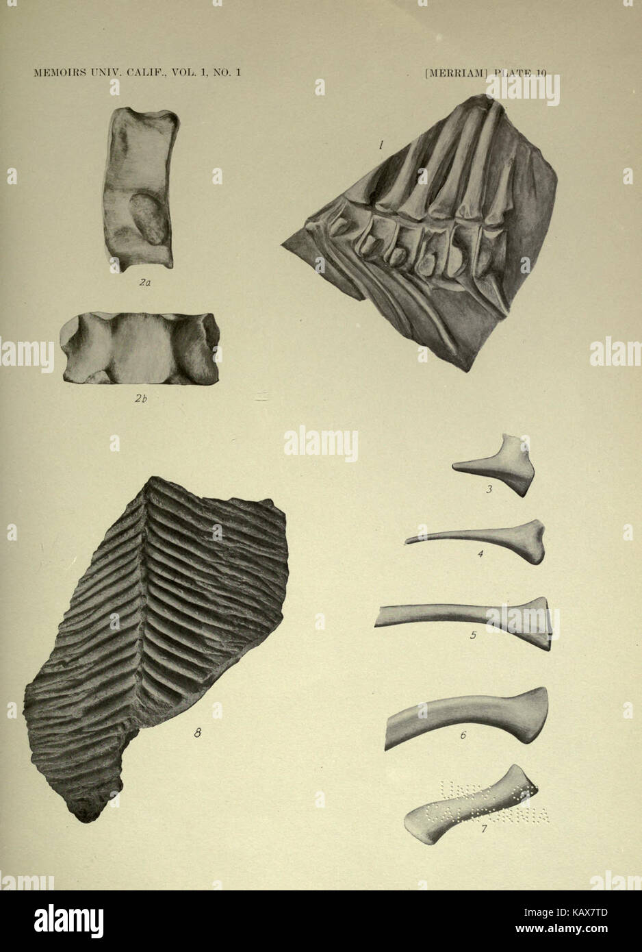 Ichthyosauria Stock Photos & Ichthyosauria Stock Images - Alamy