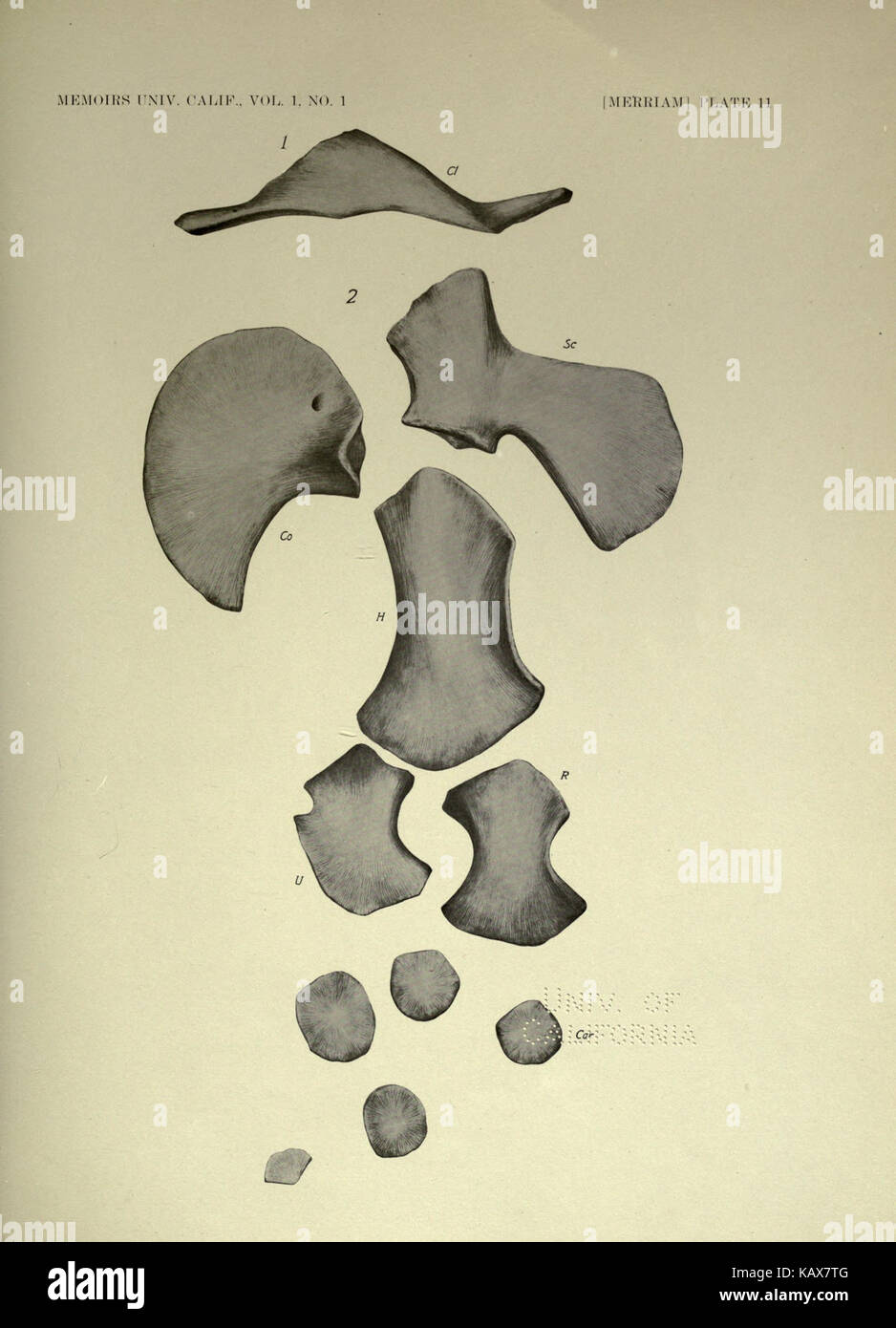 Triassic ecosystem hi-res stock photography and images - Alamy