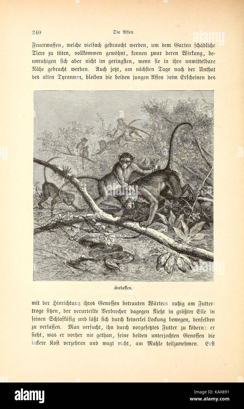 Vom Nordpol zum Aequator (Page 240) BHL36881687 Stock Photo - Alamy