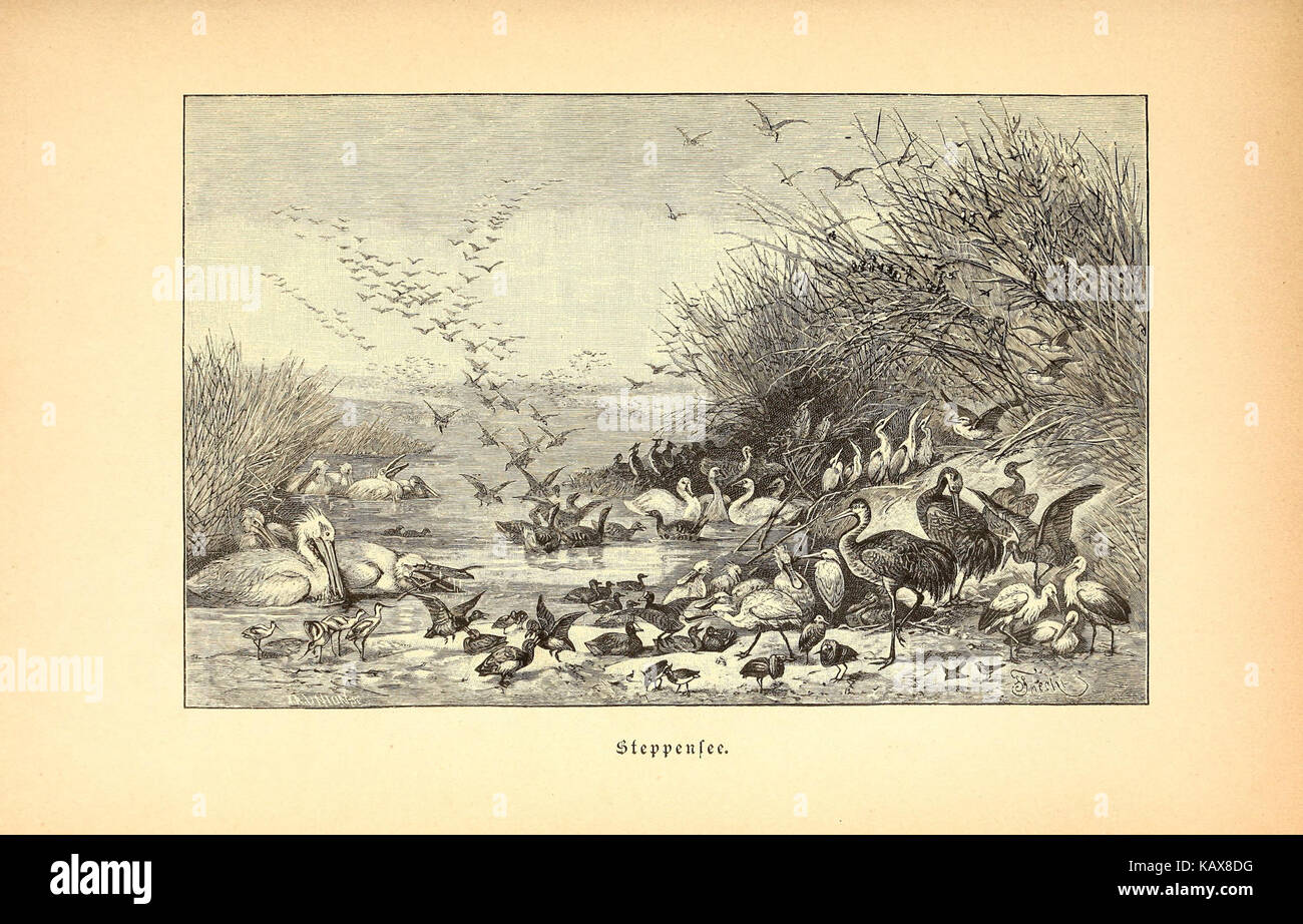 Vom Nordpol zum Aequator BHL36881488 Stock Photo - Alamy