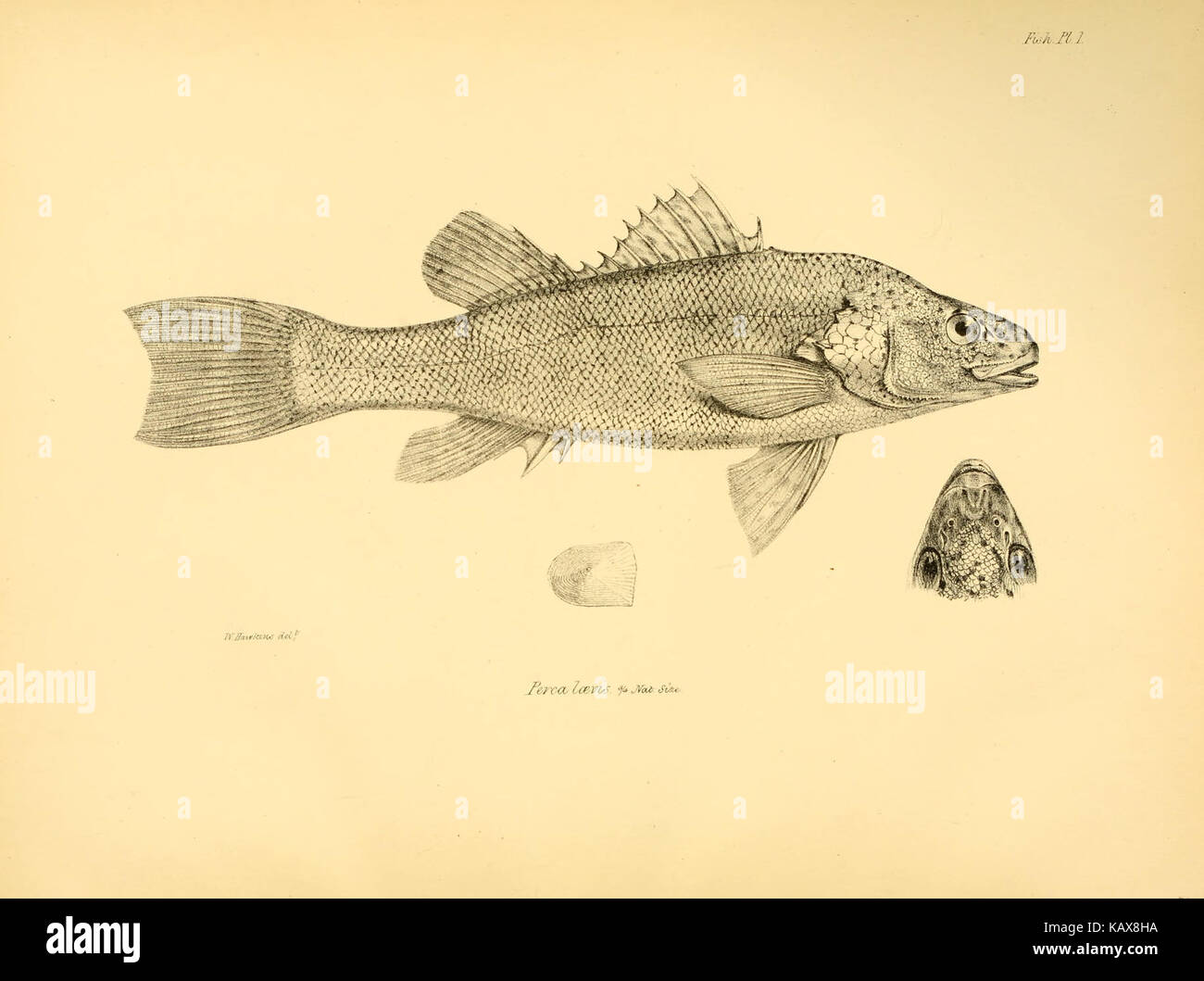 The zoology of the voyage of H.M.S. Beagle (Fish. Pl. 1) BHL14063461 ...