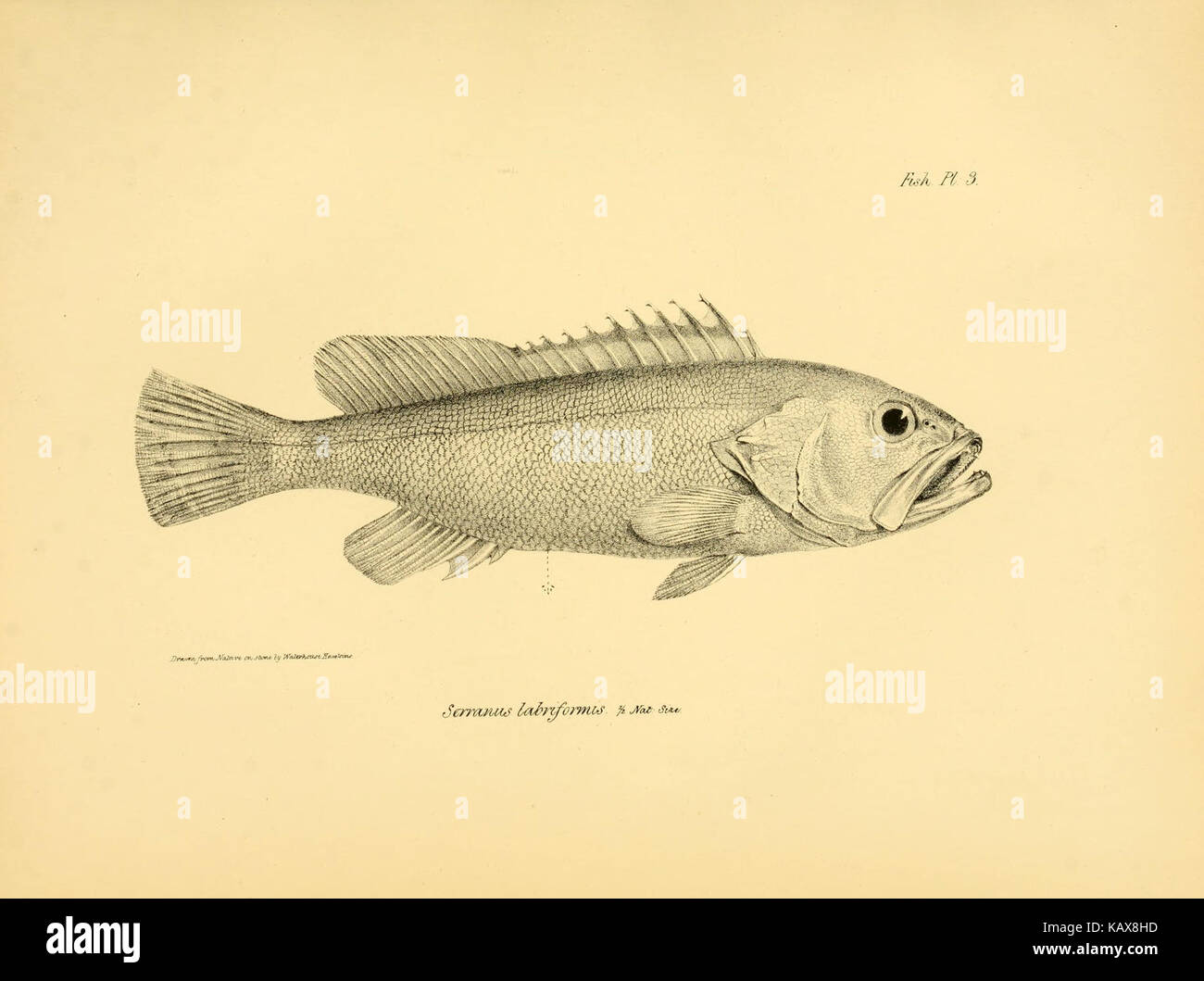 The zoology of the voyage of H.M.S. Beagle (Fish. Pl. 3) BHL14063478 ...