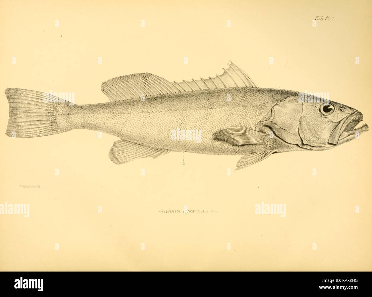 The zoology of the voyage of H.M.S. Beagle (Fish. Pl. 4) BHL14063481 ...