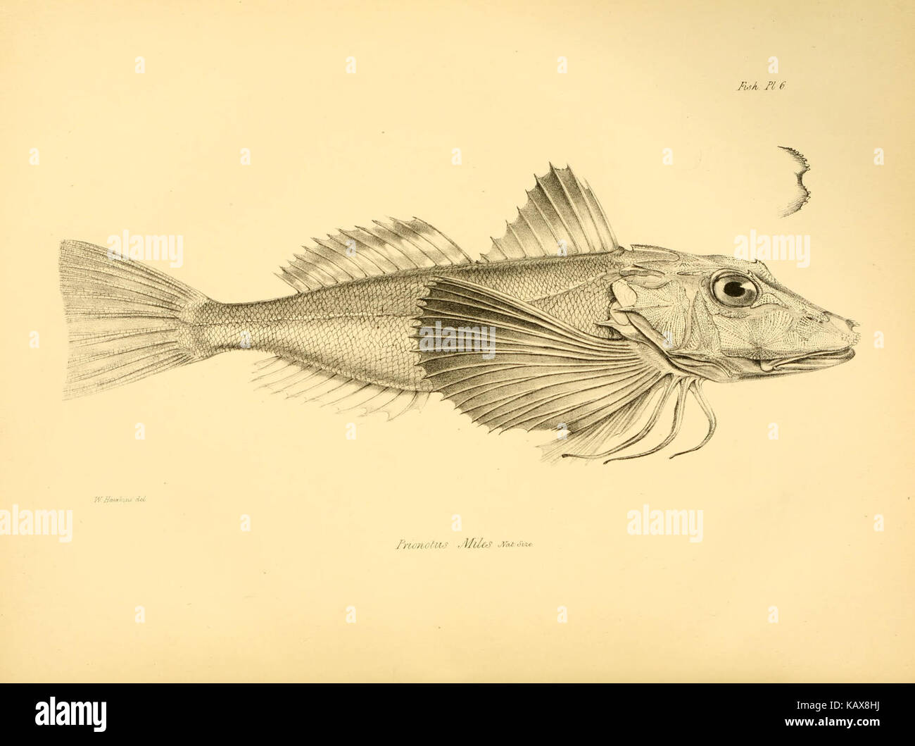 The zoology of the voyage of H.M.S. Beagle (Fish. Pl. 6) BHL14063509 ...