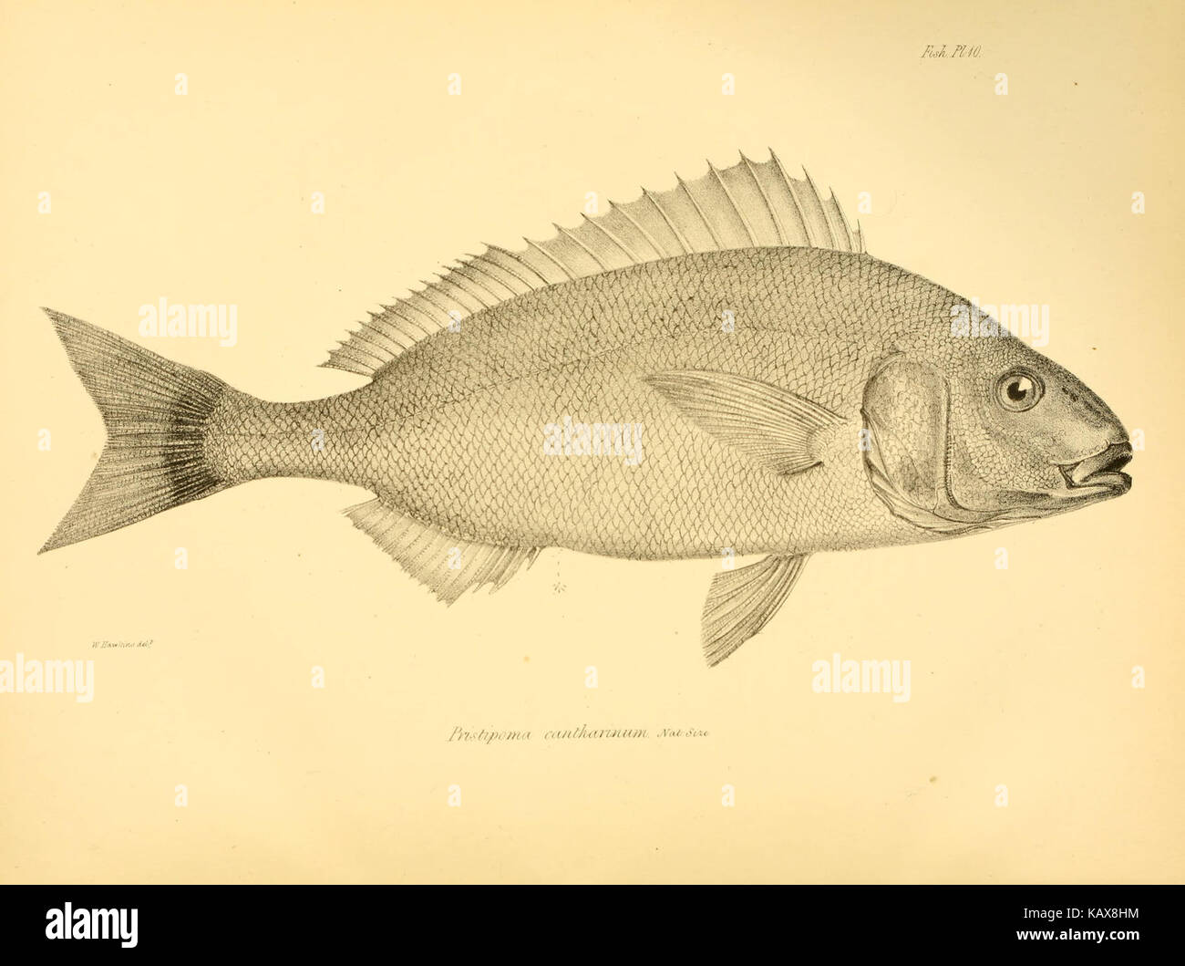The zoology of the voyage of H.M.S. Beagle (Fish. Pl. 10) BHL14063545 ...