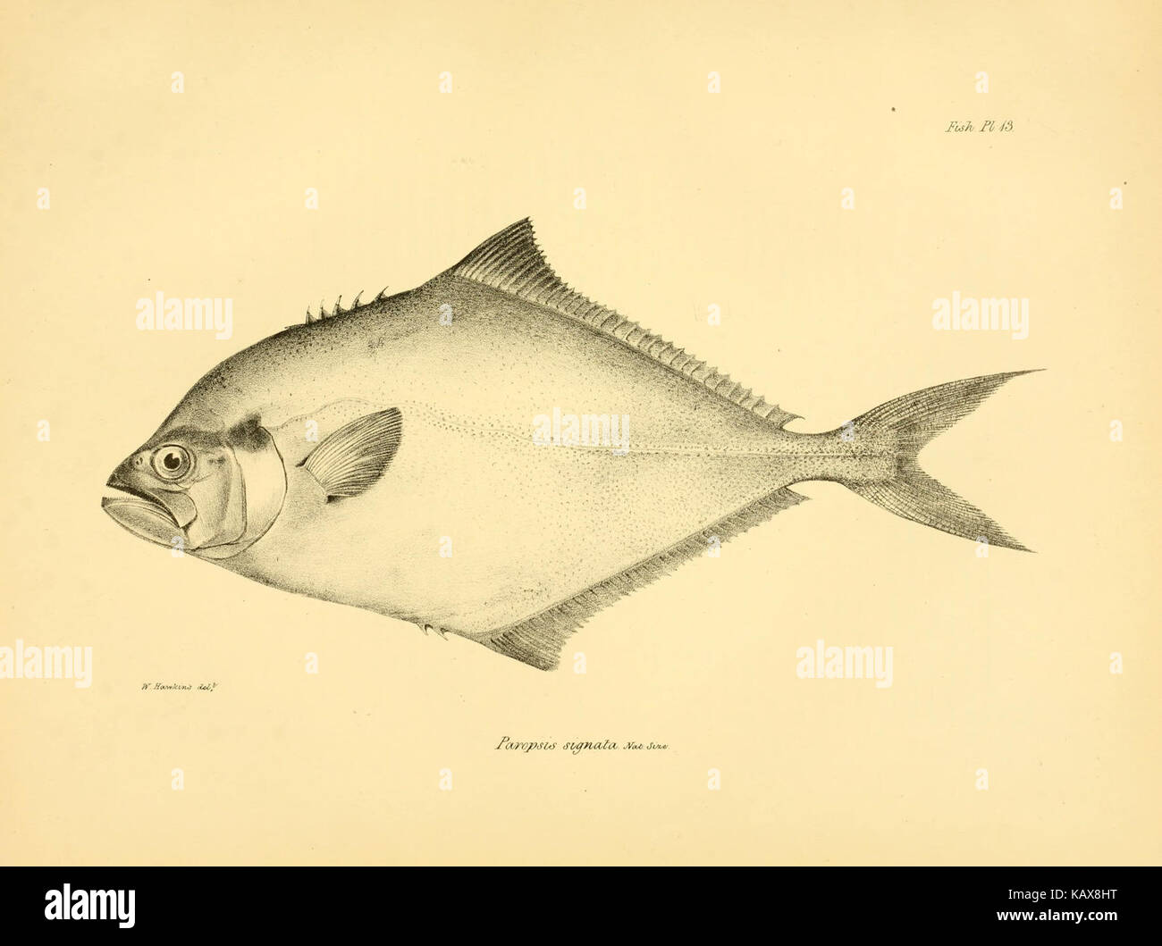 The zoology of the voyage of H.M.S. Beagle (Fish. Pl. 13) BHL14063576 ...