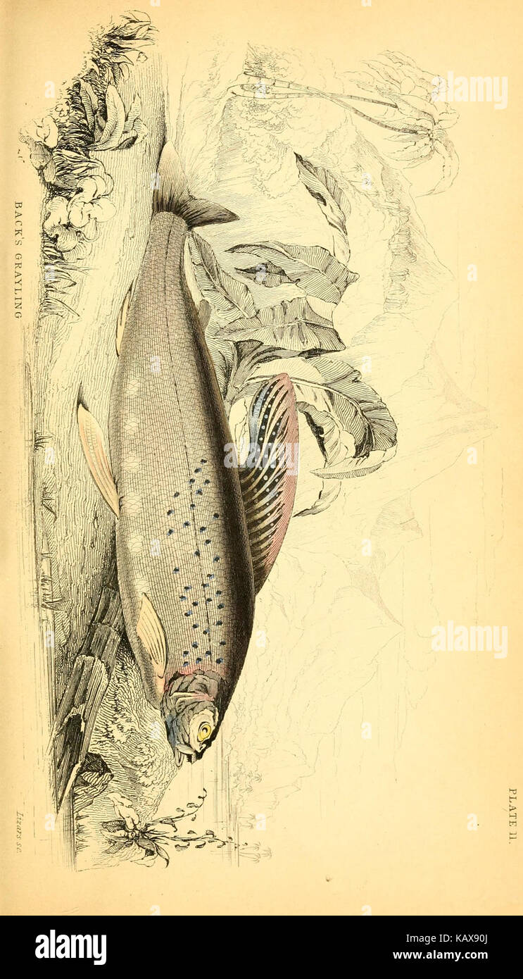 The natural history of fishes hi-res stock photography and images - Alamy