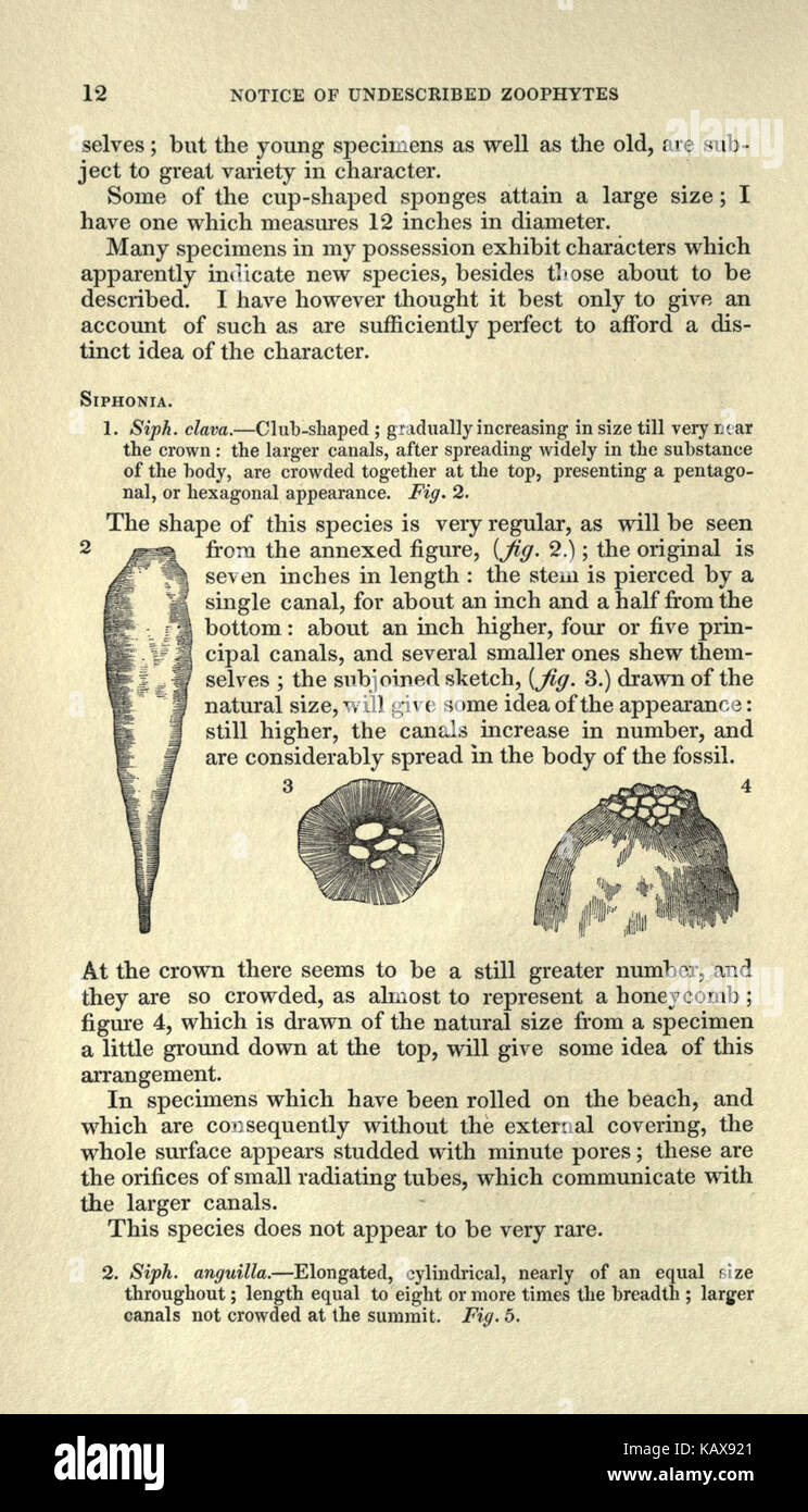 An illustration from 'The Magazine of Natural History,' showcasing the ...