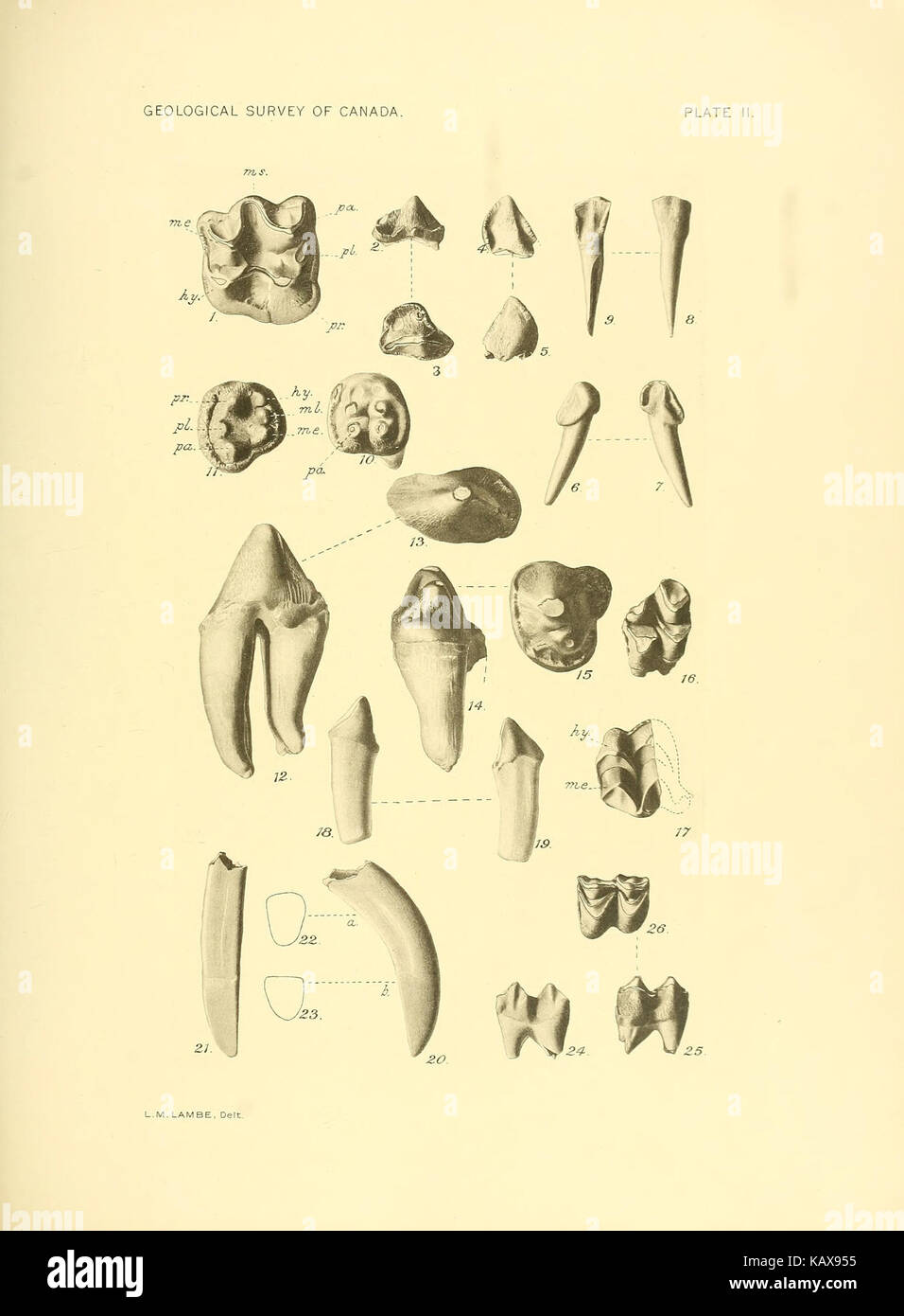 A detailed scientific work examining vertebrate fossils from the ...