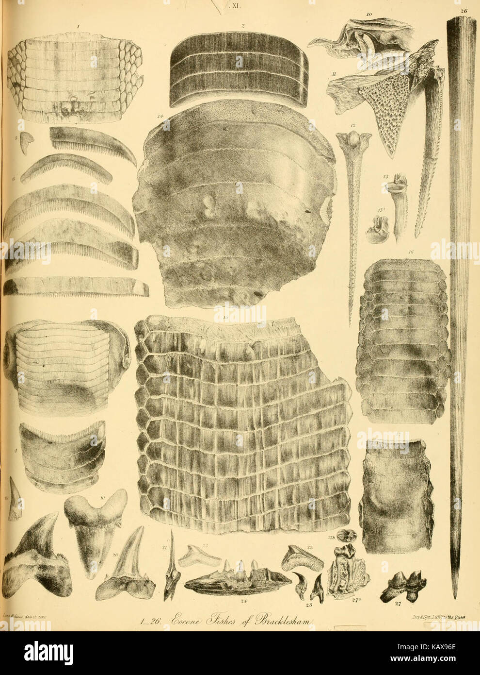 The geology and fossils of the Tertiary and Cretaceous formations of ...