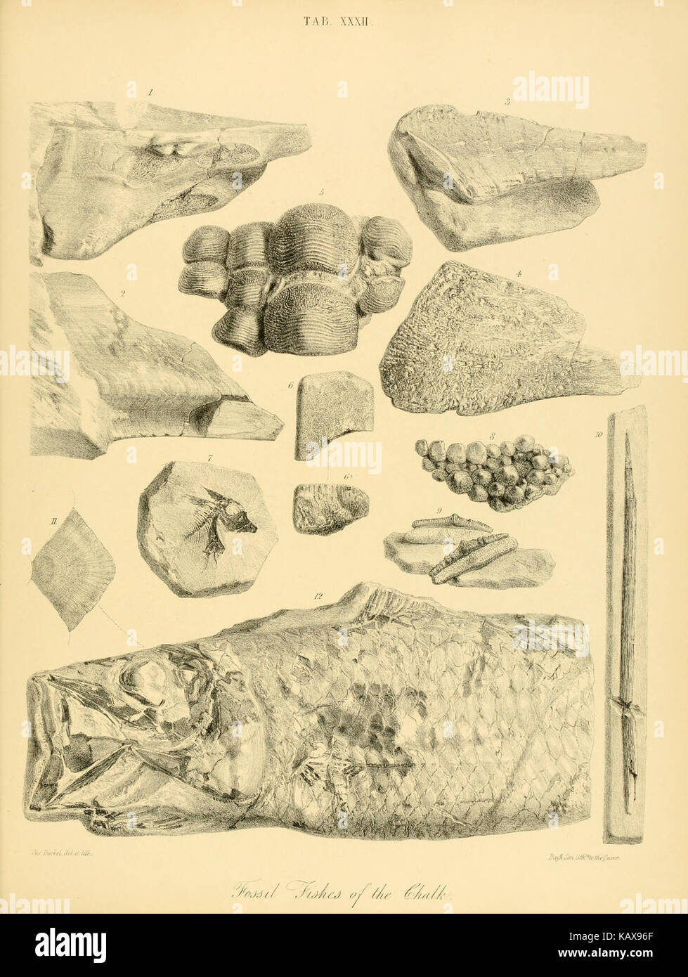 The geology and fossils of the Tertiary and Cretaceous formations of ...