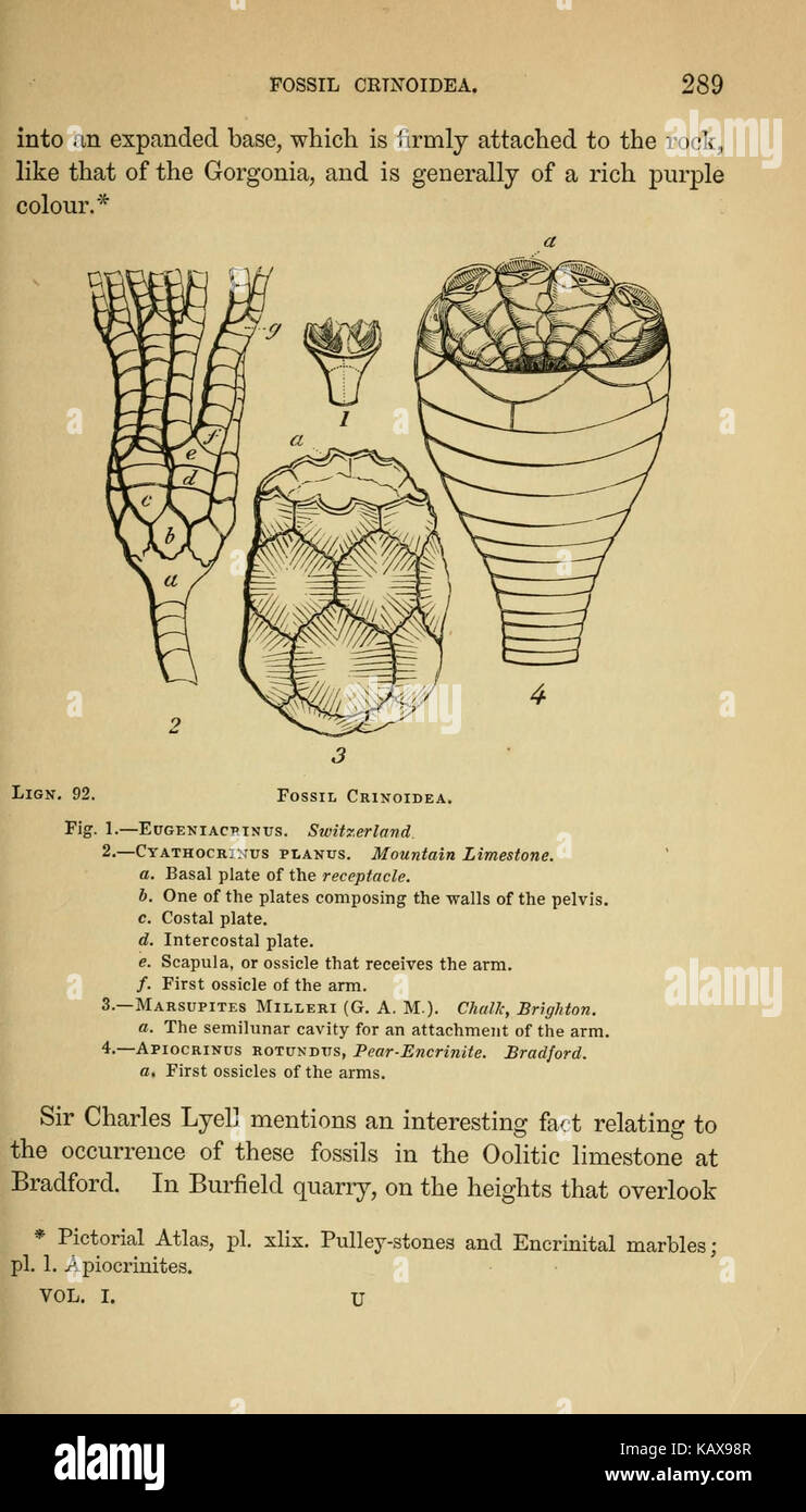 The medals of creation or, First lessons in geology, and the study of ...