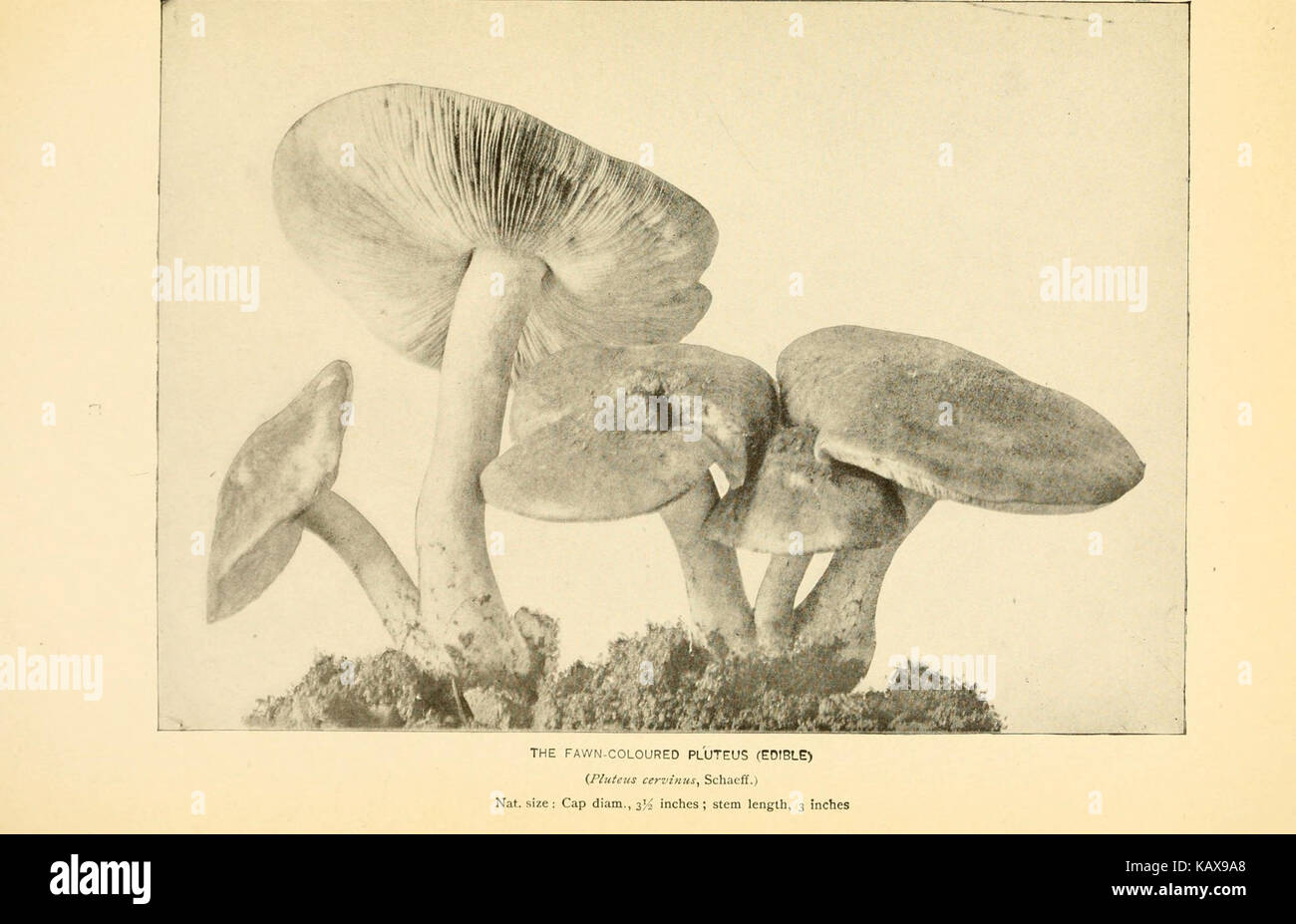 This book is a comprehensive guide to mushrooms, providing detailed ...
