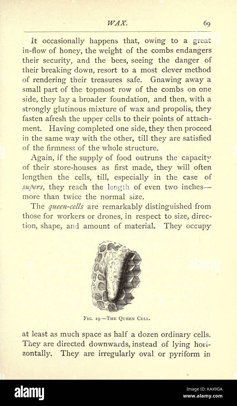 The honey bee (Page 69) BHL21494738 Stock Photo - Alamy