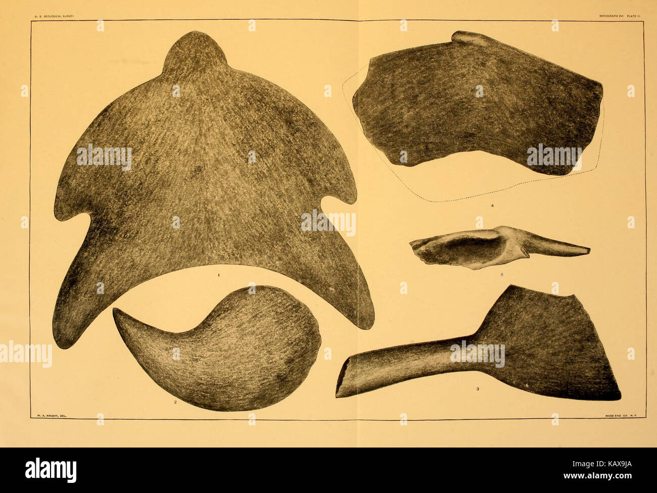This image is Plate III from 'The Paleozoic Fishes of North America ...