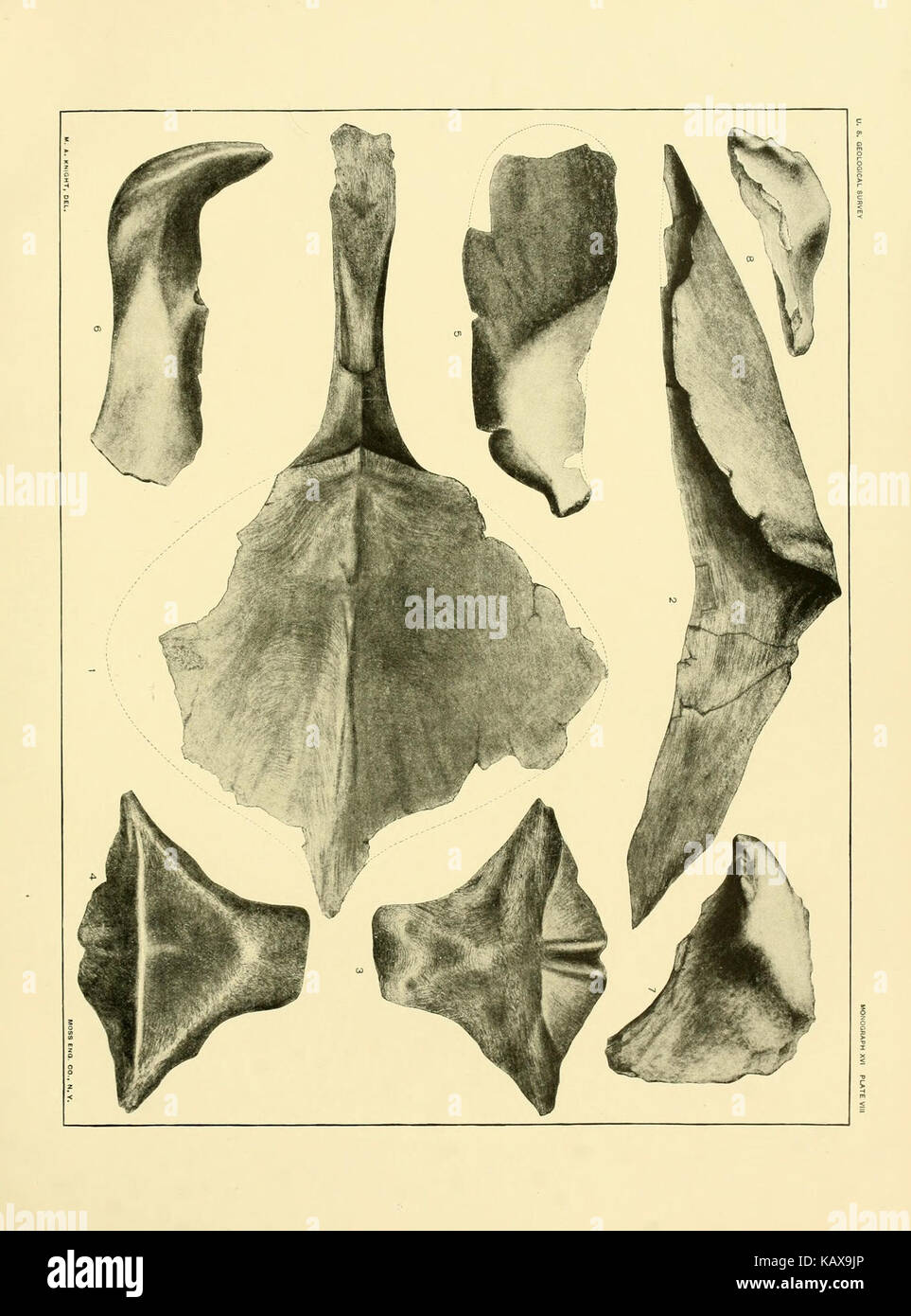 This plate from 'The Paleozoic Fishes of North America' showcases early ...