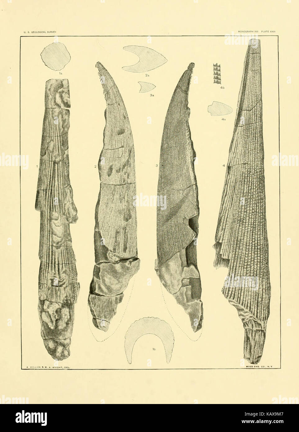 Various prehistoric marine creatures hi-res stock photography and ...