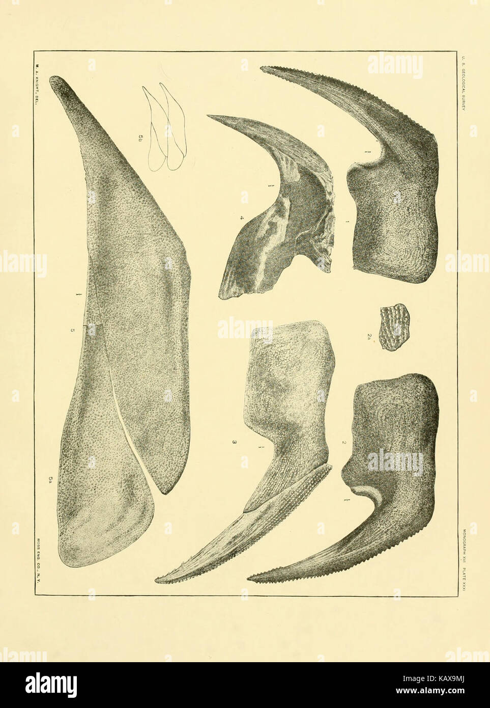 'The Paleozoic Fishes of North America' (Plate XXXI) is a scientific ...