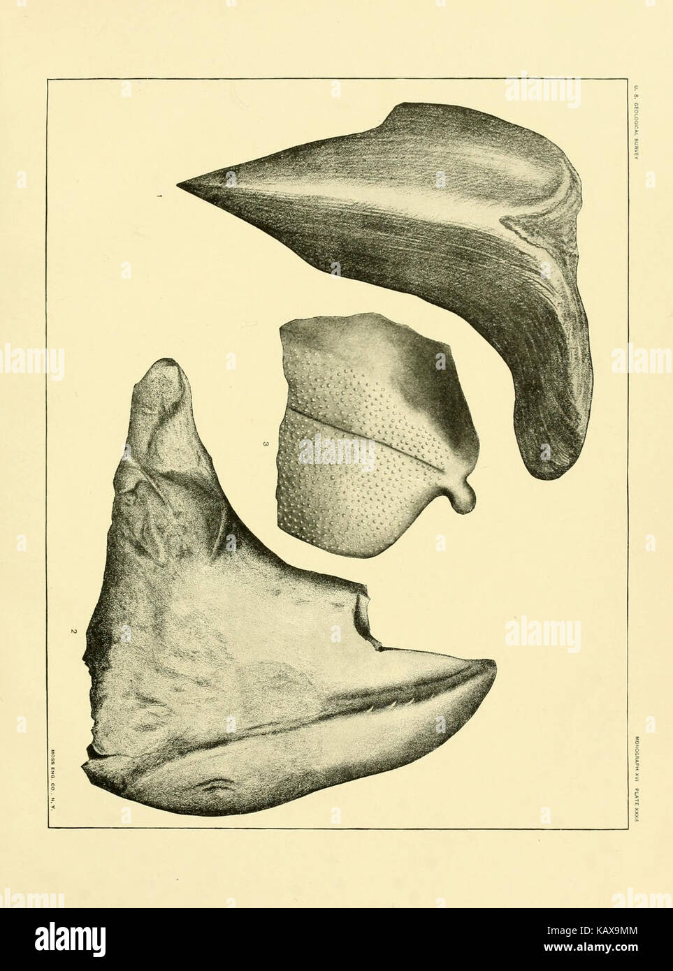 An illustration from the 'Paleozoic Fishes of North America,' depicting ...