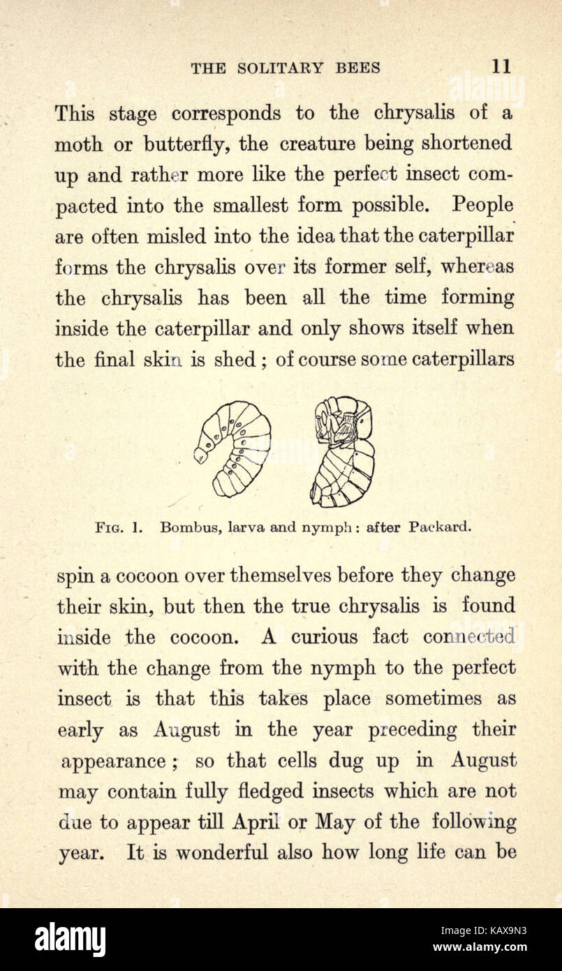 Wild bees, wasps and ants and other stinging insects (Page 11 ...