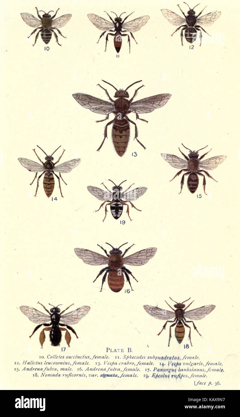 Wild bees, wasps and ants and other stinging insects BHL21564767 Stock ...