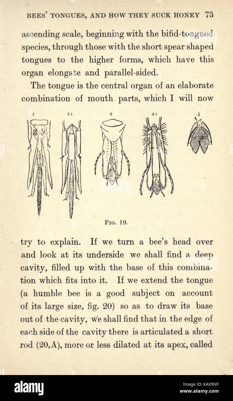 Wild bees, wasps and ants and other stinging insects (Page 73 ...