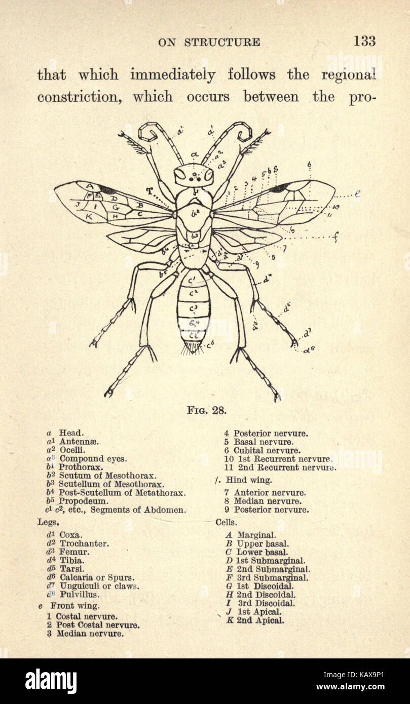 Wild bees, wasps and ants and other stinging insects BHL21564869 Stock ...