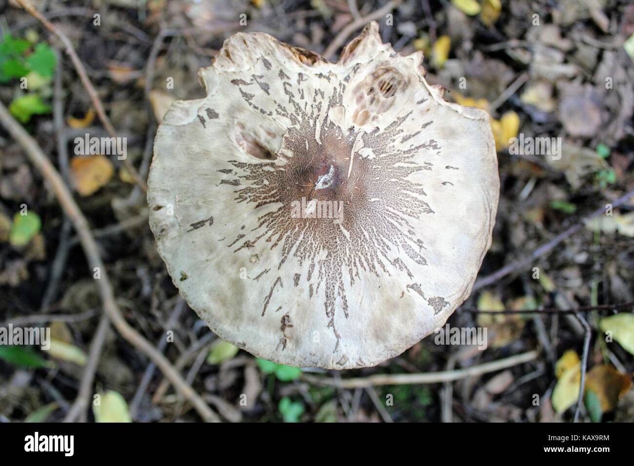 Not eatable mushroom (named toadstool or Destroying Angel) grows on the ...