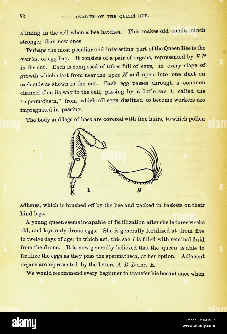 The new bee keepers' text book (Page 82) BHL42109836 Stock Photo - Alamy