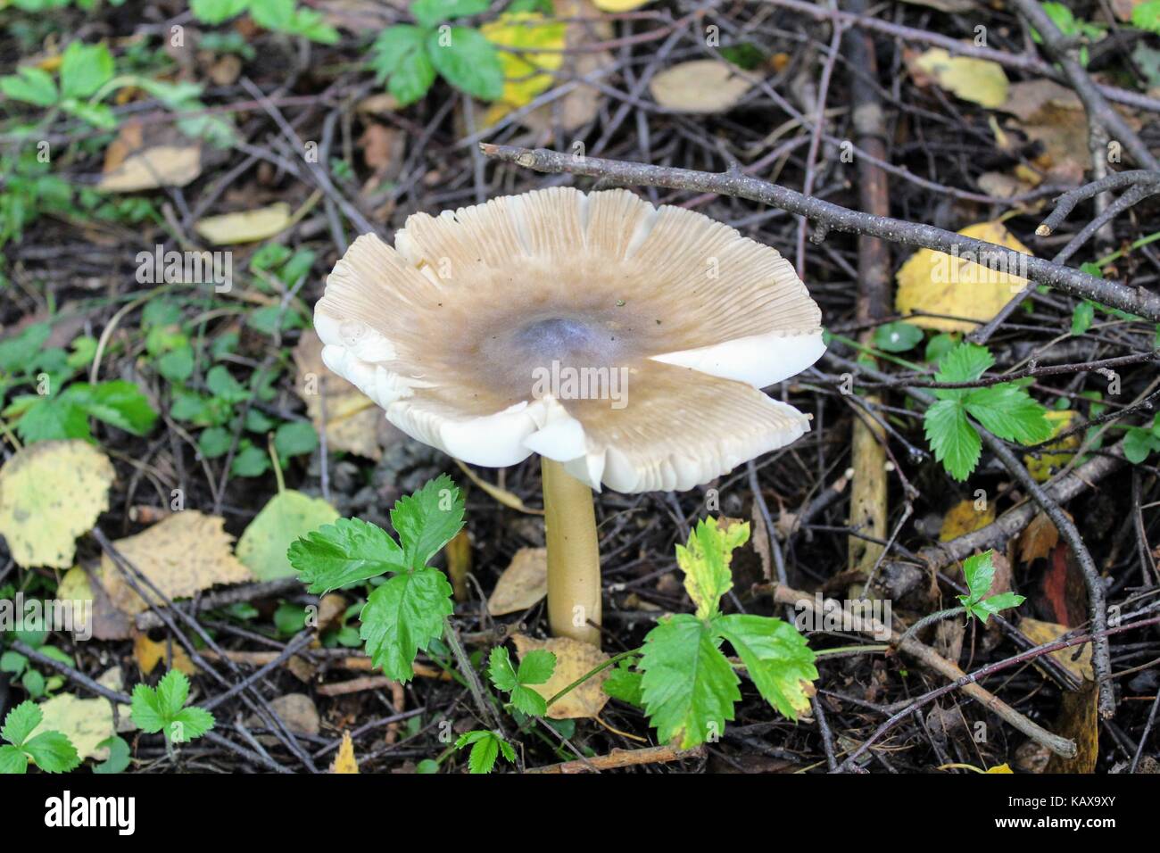 Not eatable mushroom (named toadstool or Destroying Angel) grows on the ...