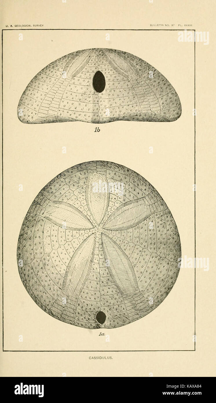 Classification echinodermata sea hi-res stock photography and images ...